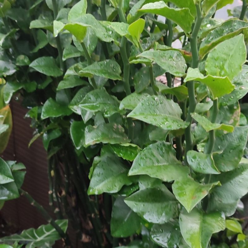 Jual 50 lembar daun indrak, daun tanaman indrak, tanaman zigzag ...
