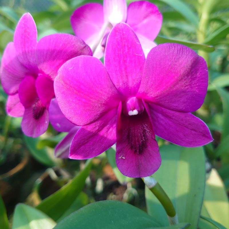 Jual Anggrek Dendrobium Sakda Beauty Dewasa/Dpike | Shopee Indonesia