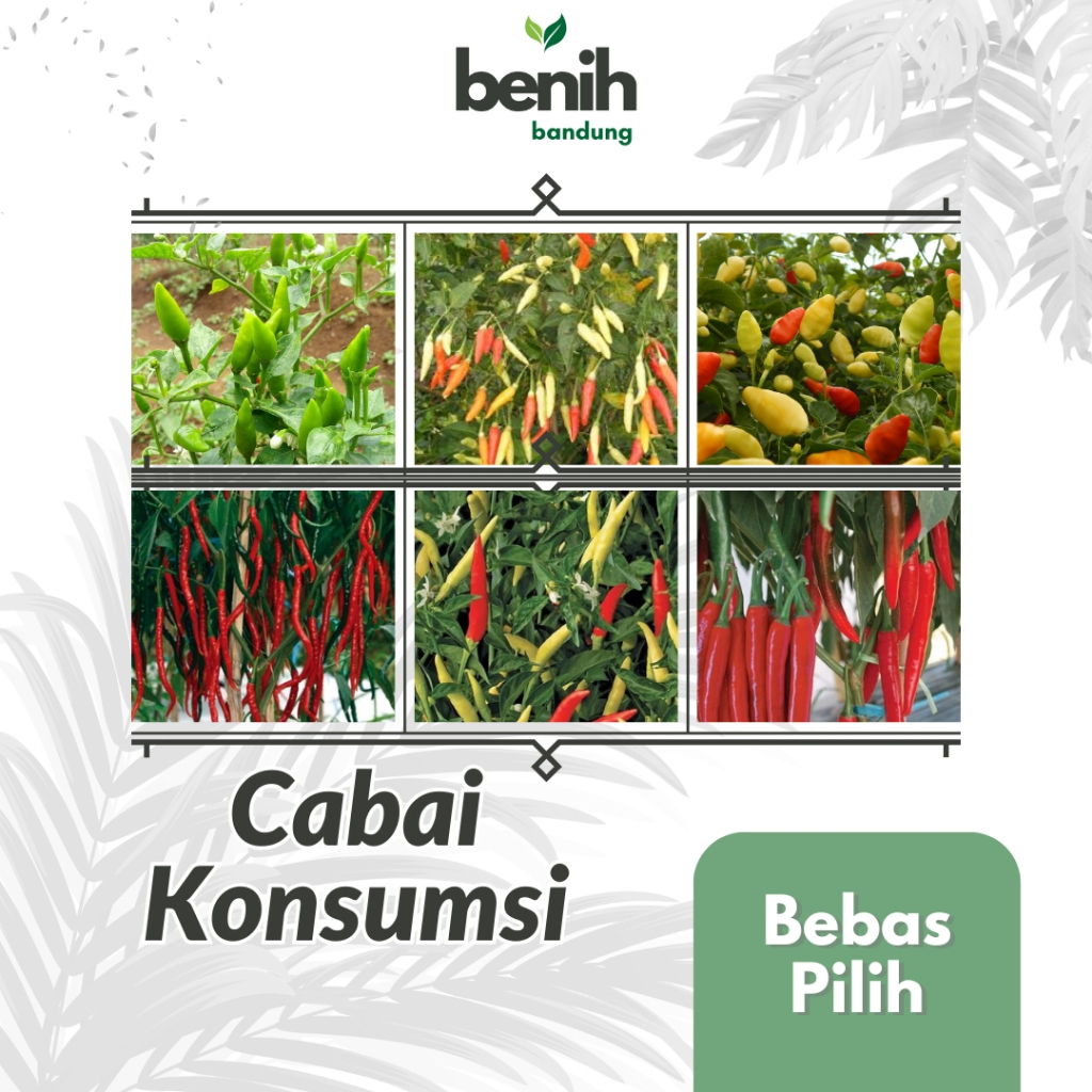 Jual Benih Aneka Cabe Konsumsi Bibit Cabai Lengkap Isi Banyak | Shopee ...