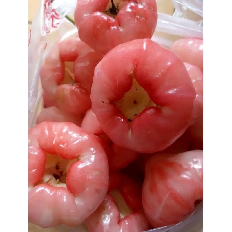 Jual Jambu air fresh per 1kg | Shopee Indonesia