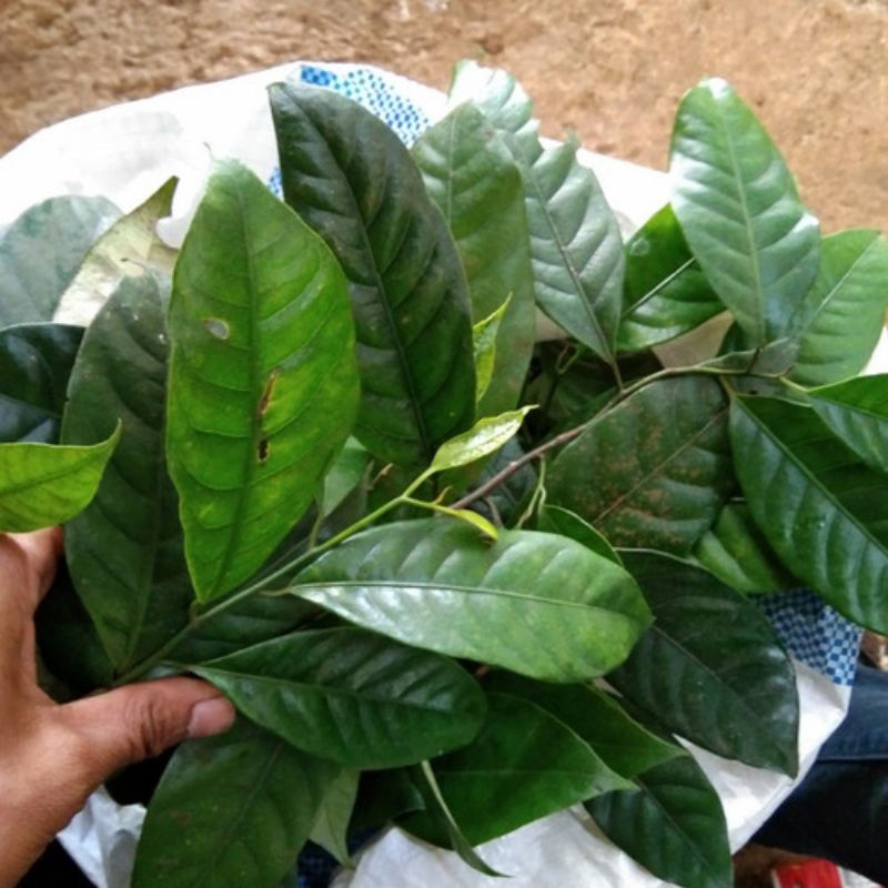 Jual Jual daun pala segar Langsung di petik 10 Lembar | Shopee Indonesia