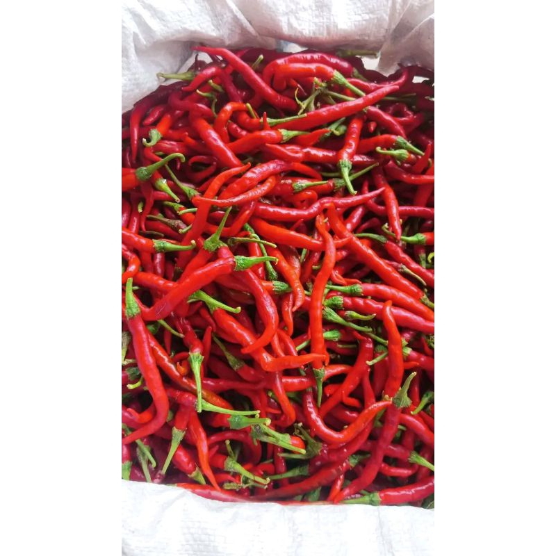 Jual Cabe merah/ cabai merah kriting fresh 500gram -1kg | Shopee Indonesia