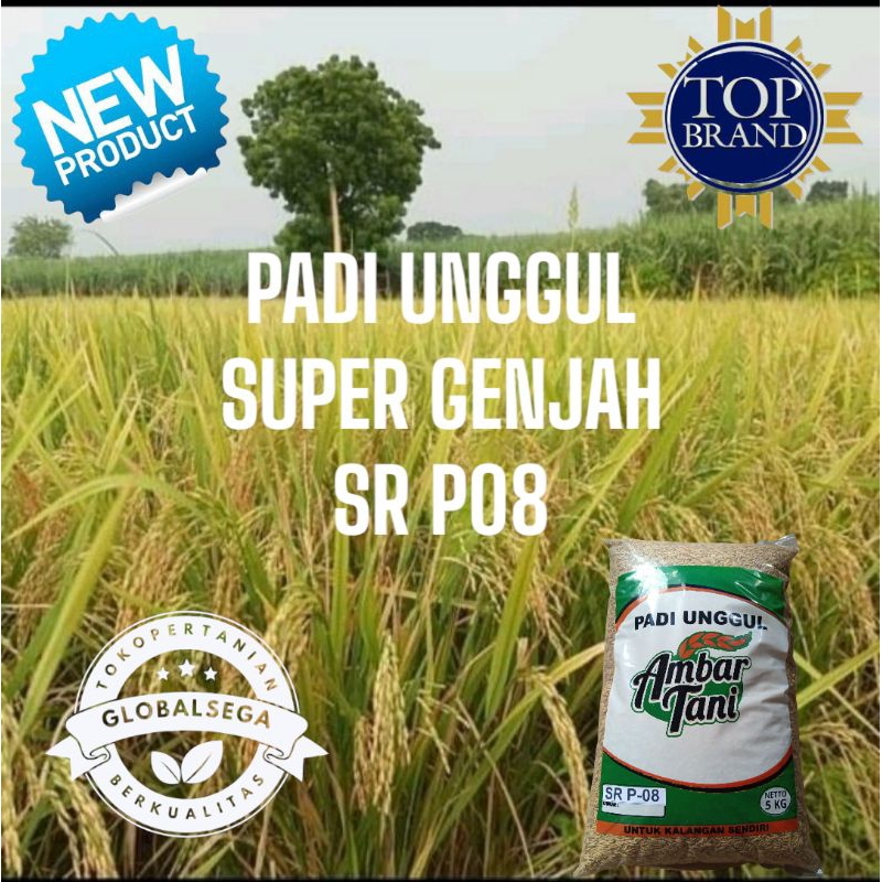Jual BIBIT PADI benih padi sr p08 ultra genjah 5kg PREMIUM | Shopee Indonesia