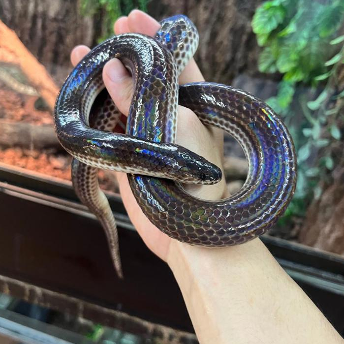 Jual Sunbeam Snake / Xenopeltis Unicolor / Ular Pelangi / Rainbow Snake ...