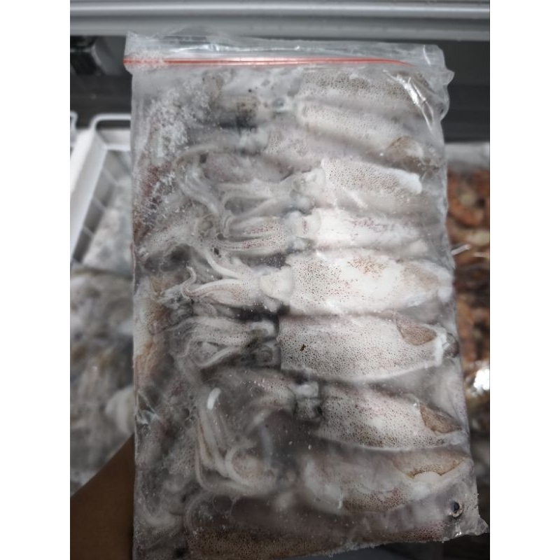 Jual Frozen Cumi 8 cm Up 1 kg | Shopee Indonesia