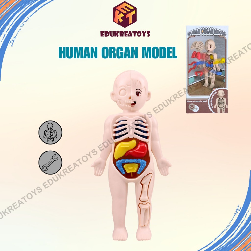 Jual Mainan organ tubuh manusia human organ toys edukasi science ...