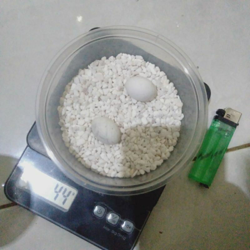 Jual media inkubasi telur gecko perlite 30g baca deskripsi | Shopee ...