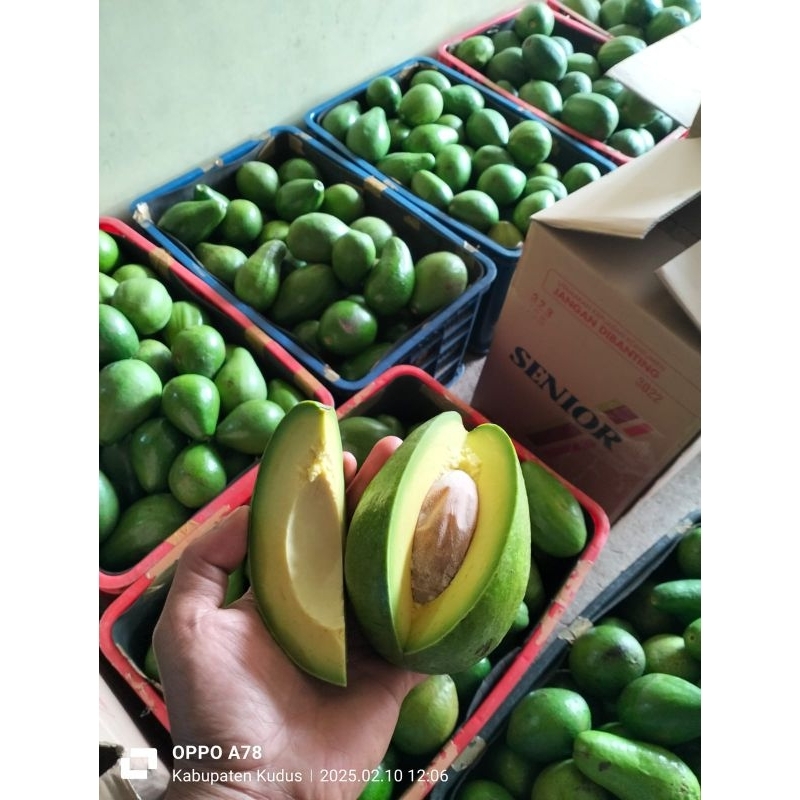 Jual avokadmentegamuria isi 2-4 1kg | Shopee Indonesia