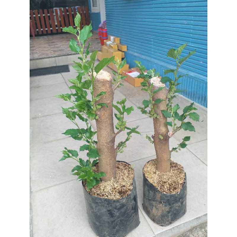 Jual Tanaman Murbei Batang Besar, Mulberry Batang Besar Siap Berbuah ...