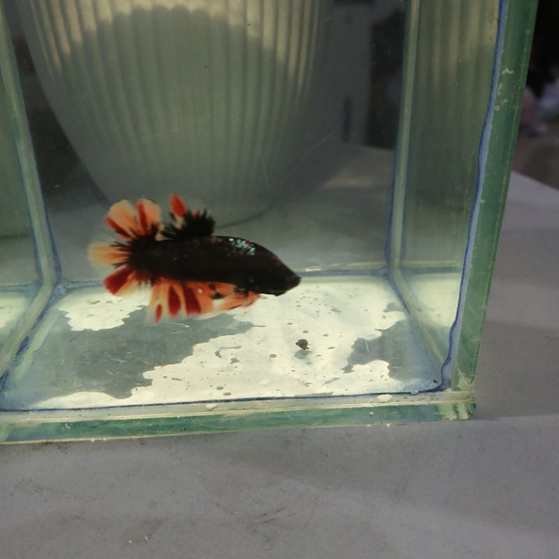 Jual (481) Hiasan Akuarium Plakat Avatar Gordon Nemo / Foto Asli ...
