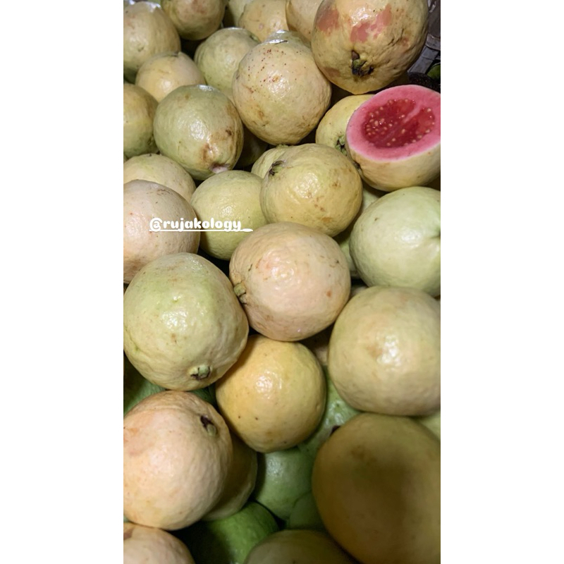Jual BUAH JAMBU BIJI MERAH / RED GUAVA | Shopee Indonesia
