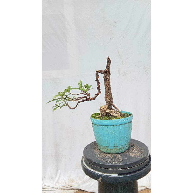 Jual bonsai pohon loa/ficus racemosa/loa | Shopee Indonesia