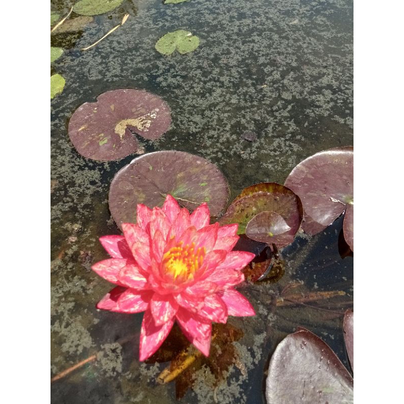 Jual Bunga Mangkok Aneka Macam Teratai Hardy - Perbanyakan menggunakan ...