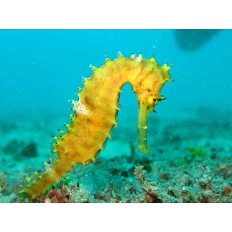 Jual SEA HORSE YELLOW/ KUDA LAUT KUNING BIOTA LAUT | Shopee Indonesia