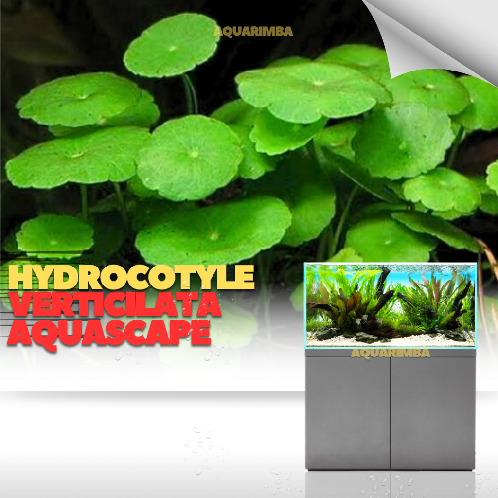 Jual Hydrocotile Verticilata - Tanaman aquascape tanpa Co2 | Shopee ...