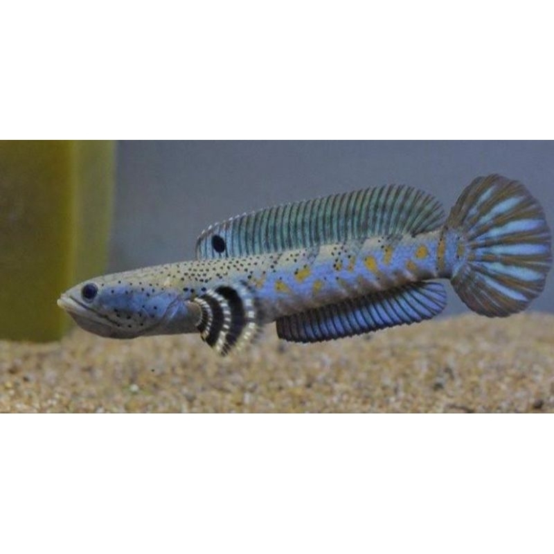 Jual channa blue pulcra single tank BP 6 cm garansi pengiriman | Shopee ...