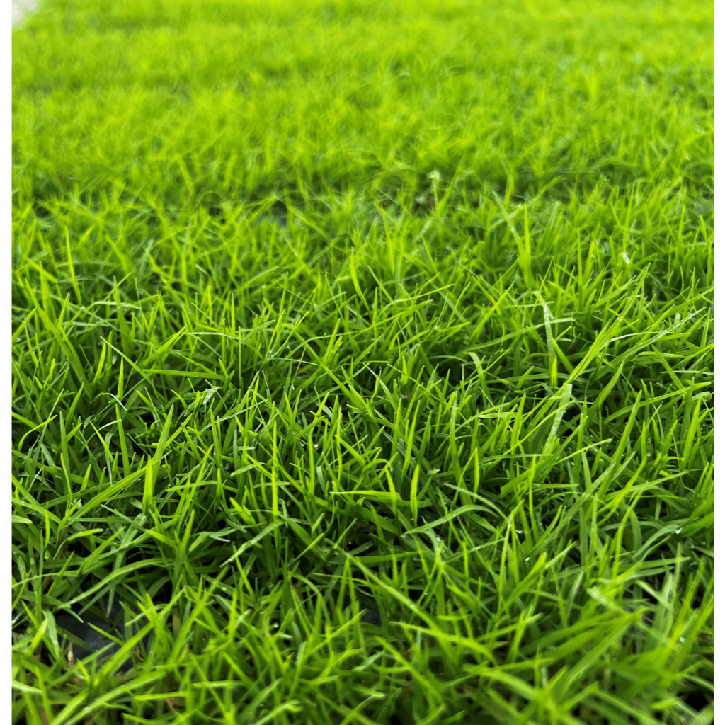 Jual Benih Rumput Bermuda Superior Elite Top 1 Bermudagrass Premium ...