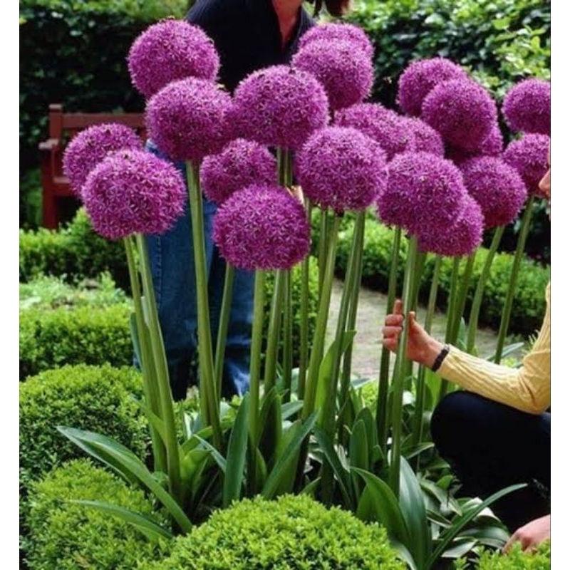 Jual Benih ALLIUM GIANT - Biji Alium Giganteum Globemaster | Shopee ...