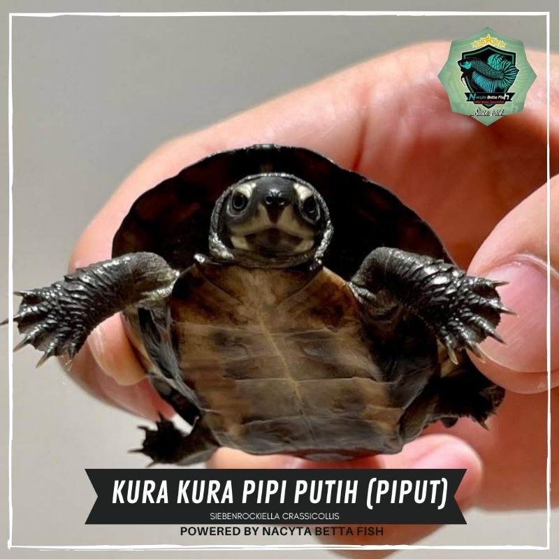 Jual Kura Kura Pipi Putih (Piput) | Shopee Indonesia