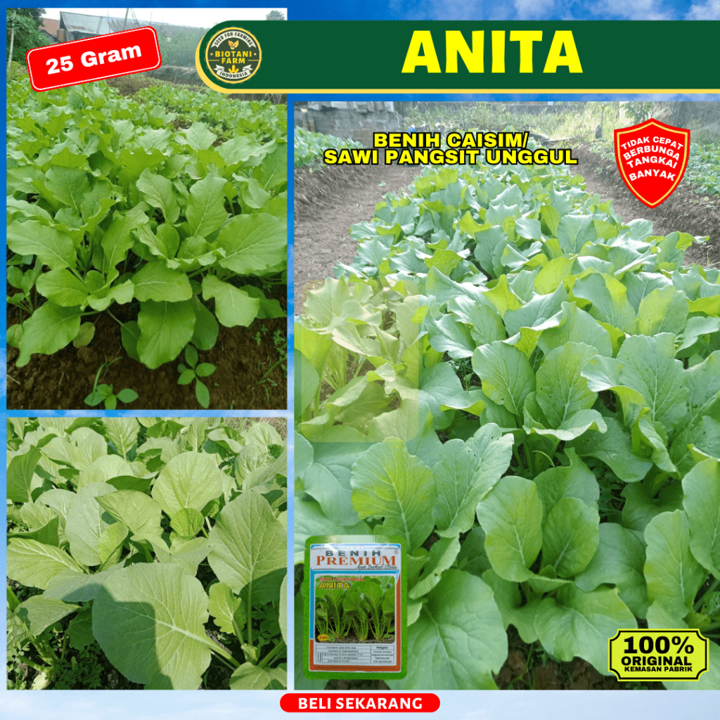 Jual [100% ORI] benih Caisim/sawi bakso/sawi pangsit unggul ANITA 25 ...