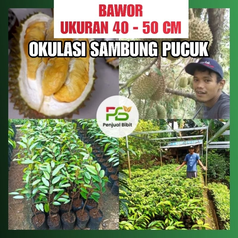 Jual BIBIT DURIAN BAWOR CEPAT BERBUAH | Shopee Indonesia