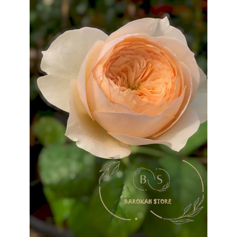 Jual Mawar import juliet murah rimbun | Shopee Indonesia