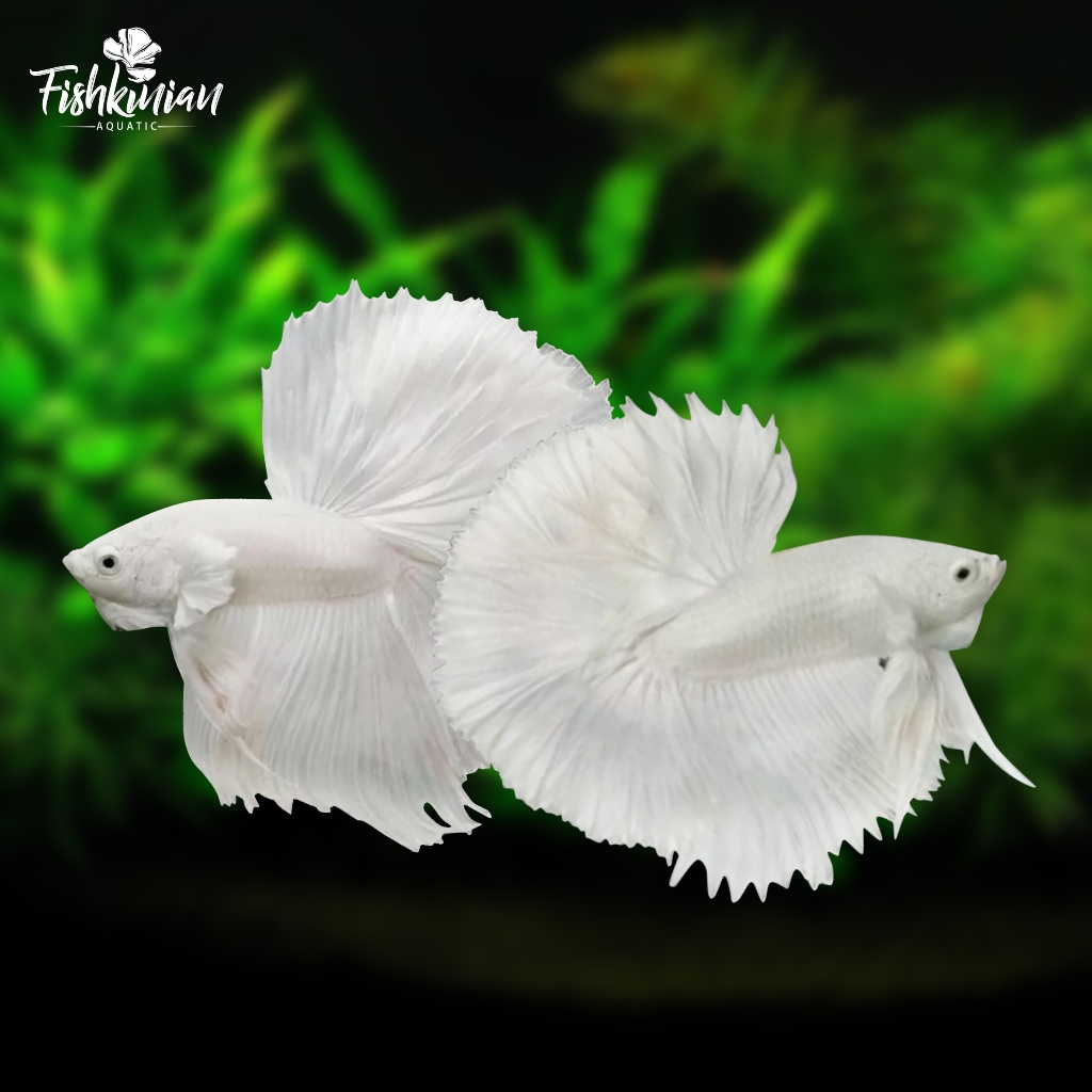 Jual Ikan Cupang Halfmoon (HM) White Platinum GRADE A | Shopee Indonesia