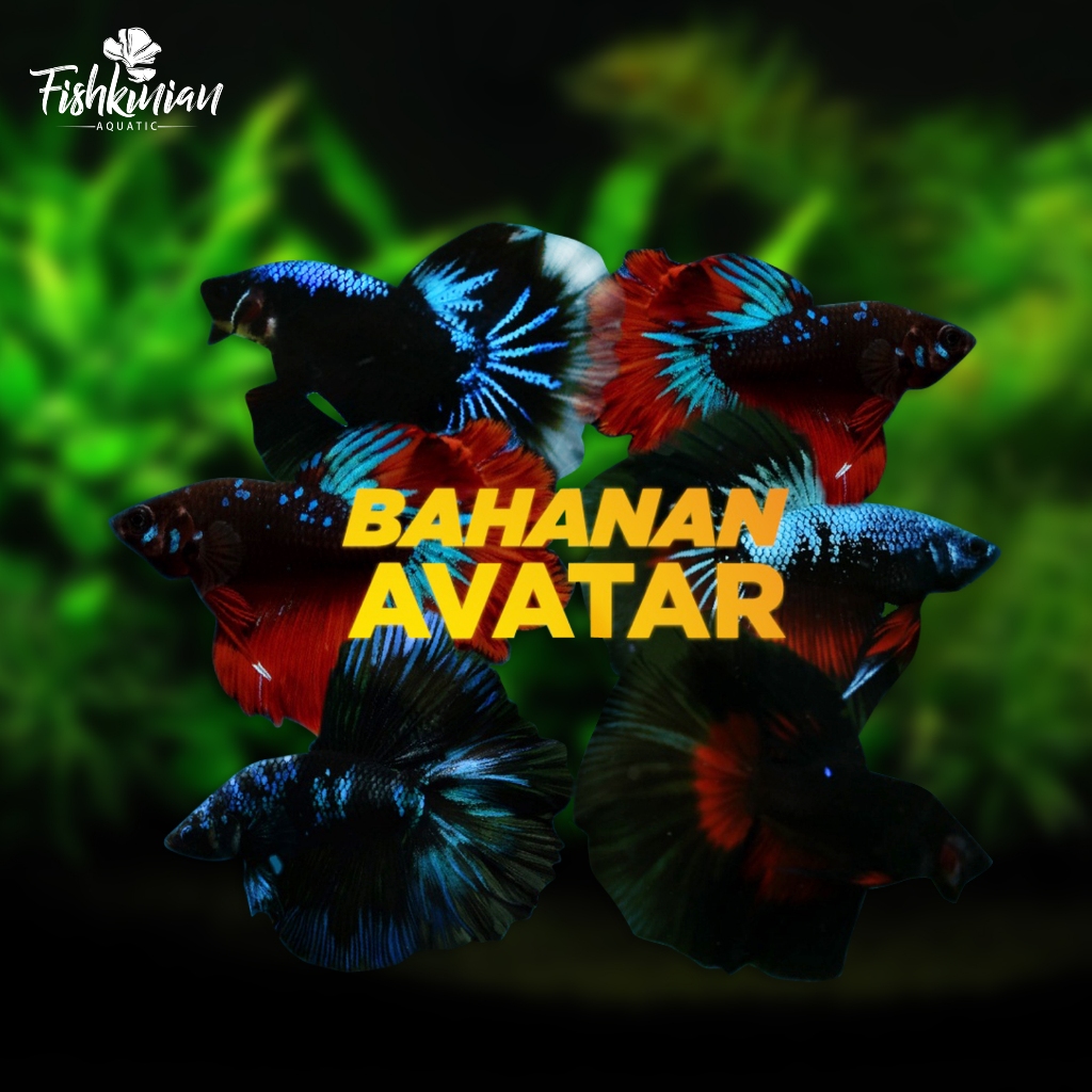 Jual HALFMOON AVATAR BAHANAN | Shopee Indonesia