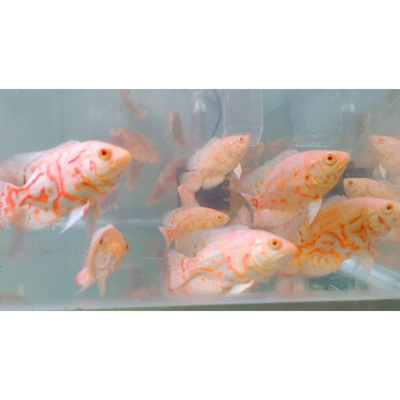 Jual Stiker Ikan Oscar Red Chili dan Nemo 5-8 cm | Shopee Indonesia