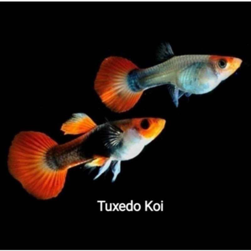 Jual Guppy Tuxedo Koi – lkan Hias Elegan dengan Warna Eksotis dan Sirip Indah | Shopee Indonesia