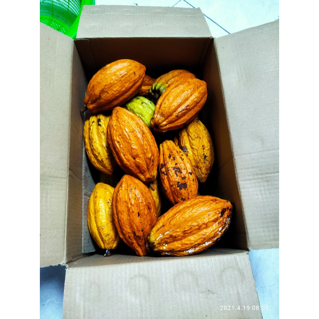 Jual buah coklat kakao segar 1 kg | Shopee Indonesia