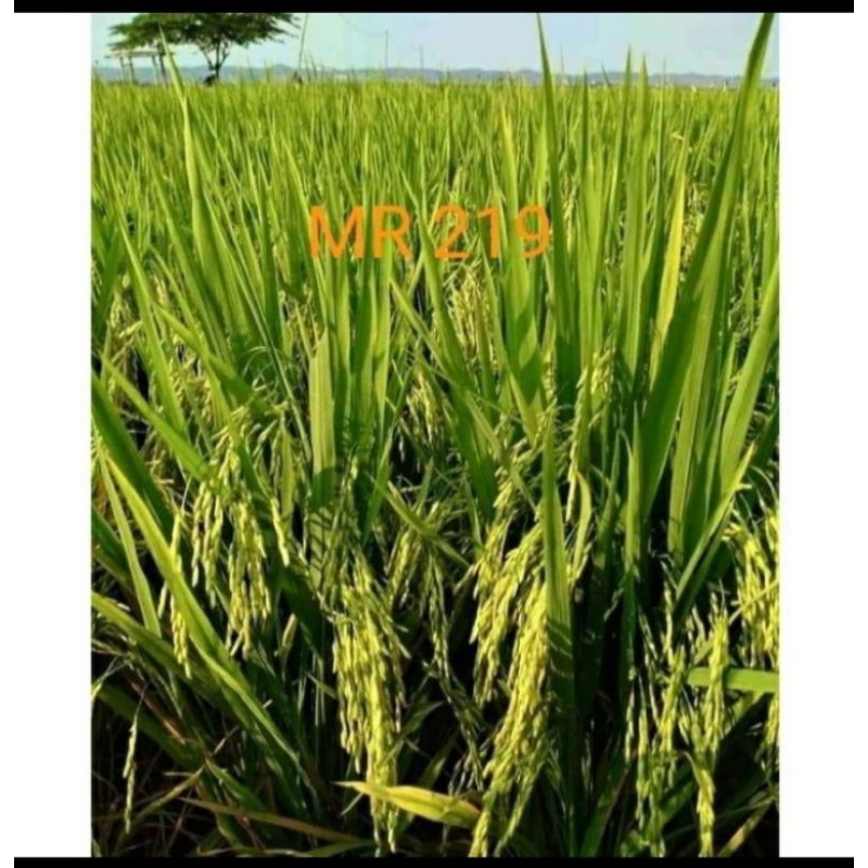 Jual BENIH PADI MR 219 KEMASAN 1KG | Shopee Indonesia