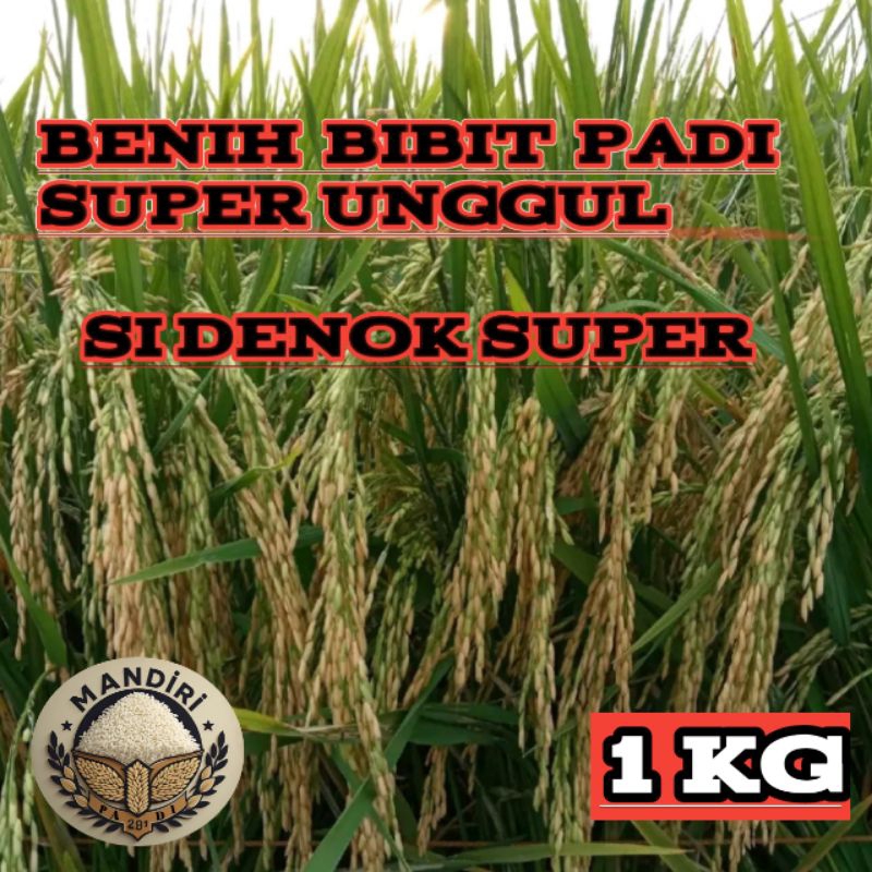 Jual BENIH PADI UNGGUL SIDENOK SUPER BERKUALITAS ORIGINAL KEMASAN 1KG | Shopee Indonesia