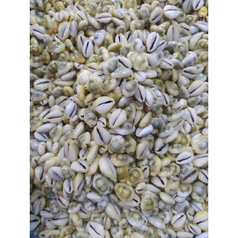 Jual Kerang kuning/Biji congklak isi 105 biji Perbungkus | Shopee Indonesia