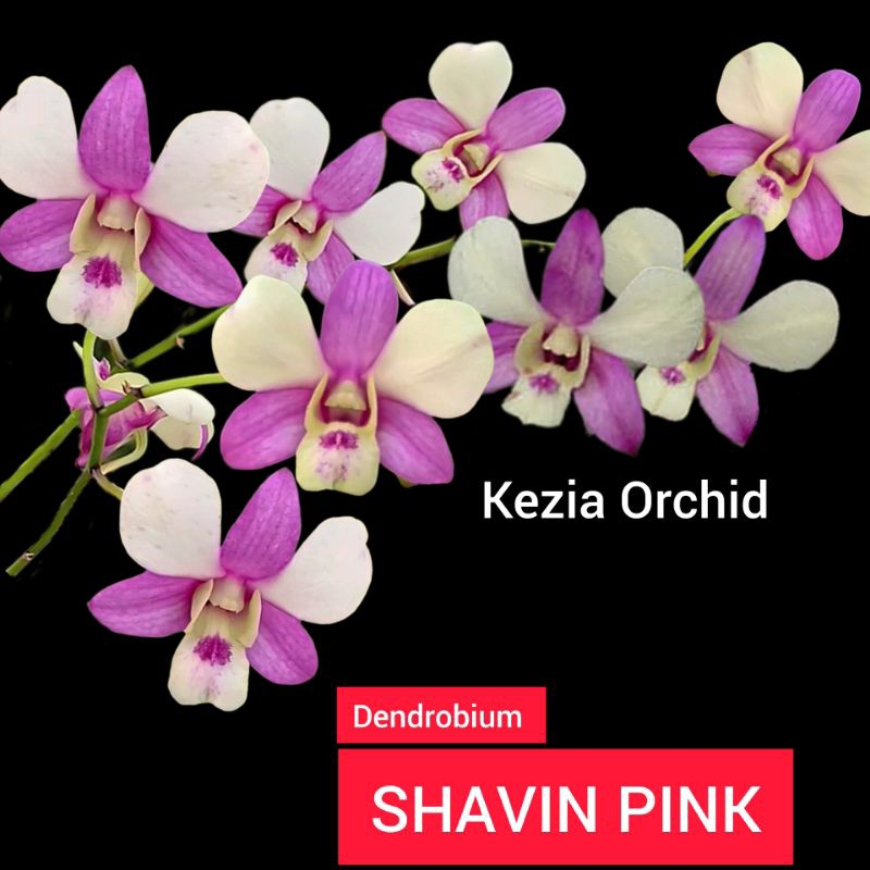 Jual Koleksi Anggrek Jadulan: Dendrobium SHAVIN PINK / SAVIN PINK ...