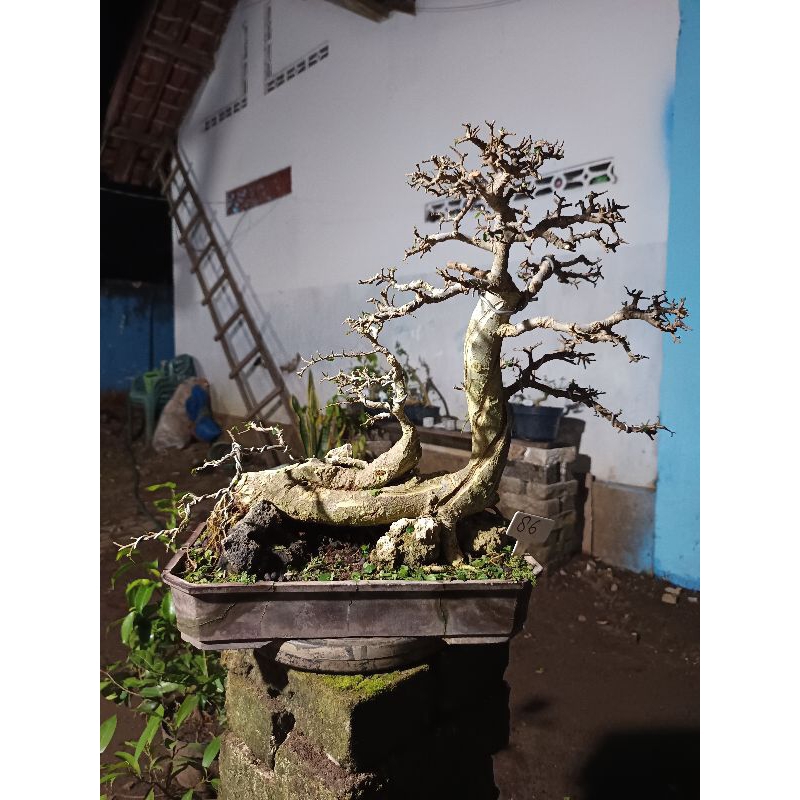 Jual bonsai serut raff | Shopee Indonesia