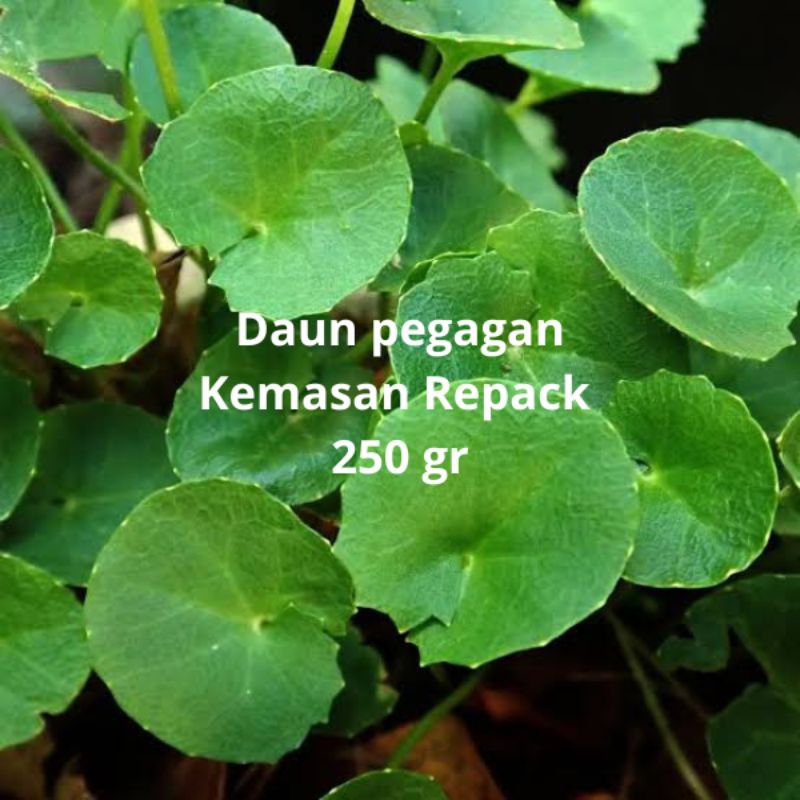 Jual daun pegagan kemasan Repack 250 gr tangkai pegagan bibit pegagan ...