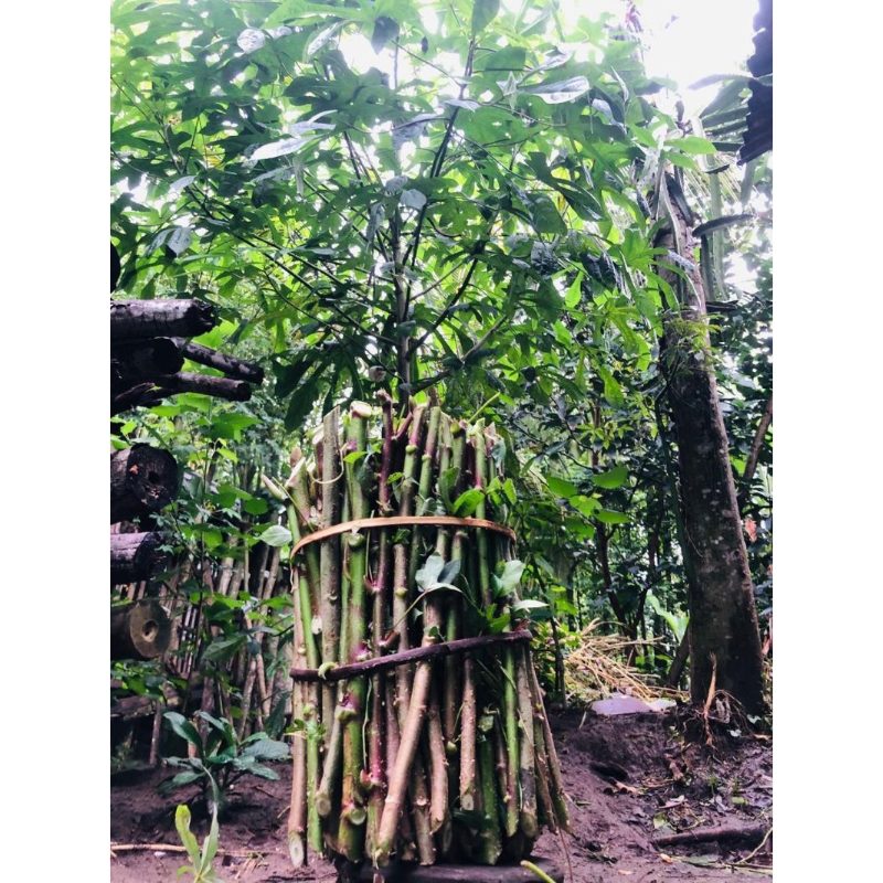 Jual bibit telo Papua super,harga per 1kg panjang 35cm | Shopee Indonesia
