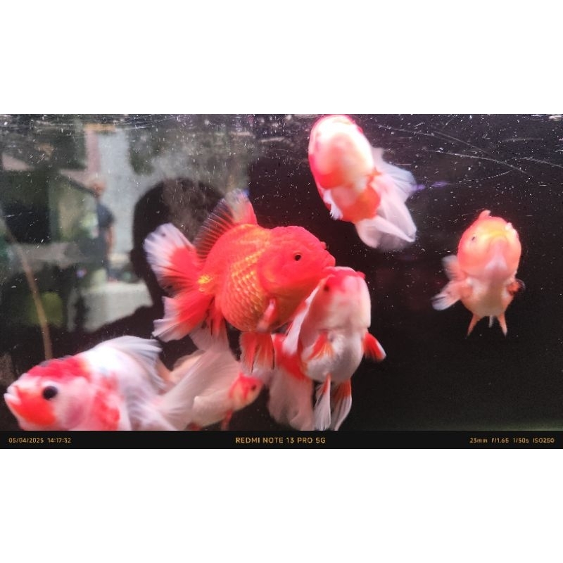 Jual hiasan aquarium model ikan mas koki oranda rose Tail ekor kipas ...