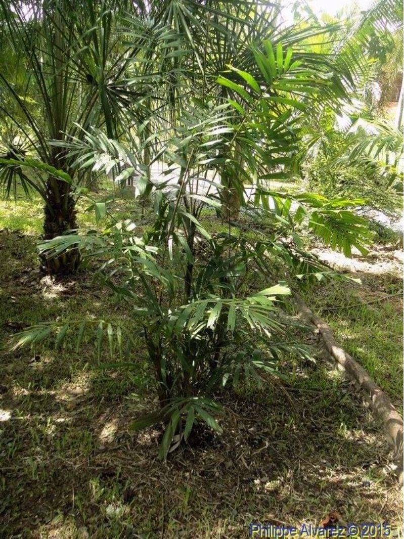 Jual Benih Langka / Biji Palem / Palm Seeds: Ptychosperma nicolai ...