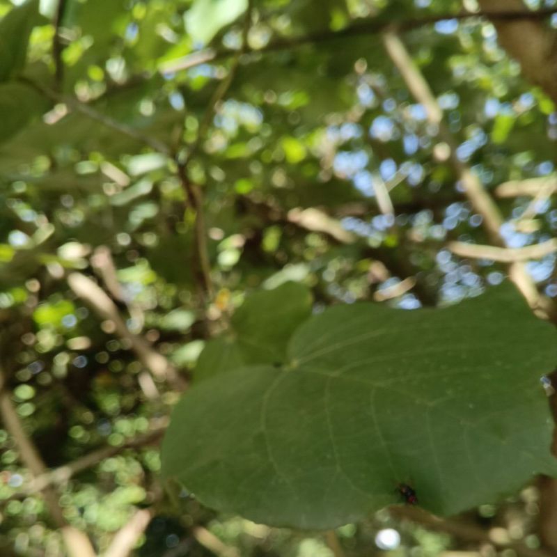 Jual Daun waru -bungkus tape- ketan hitam /putih | Shopee Indonesia