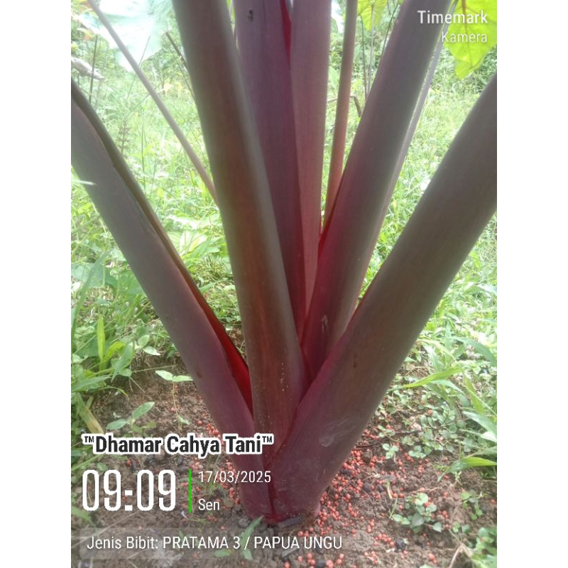 Jual ups P3 TALAS PRATAMA JUMBO/TALAS PAPUA UNGU | Shopee Indonesia