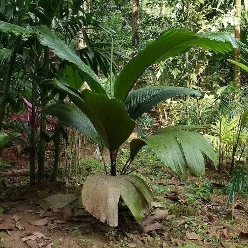 Jual Benih Langka / Biji Palem / Palm Seed: Hydriastele beguinii ...