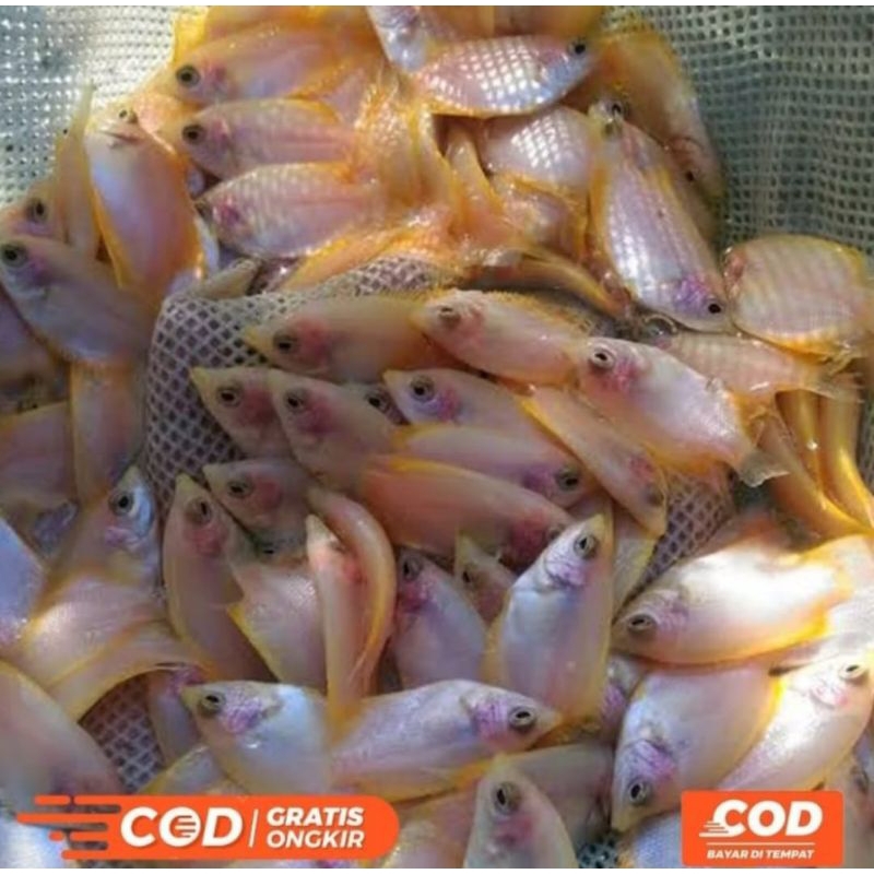 Jual Gurame Padang (1,5-2cm) 25 ekor | Shopee Indonesia