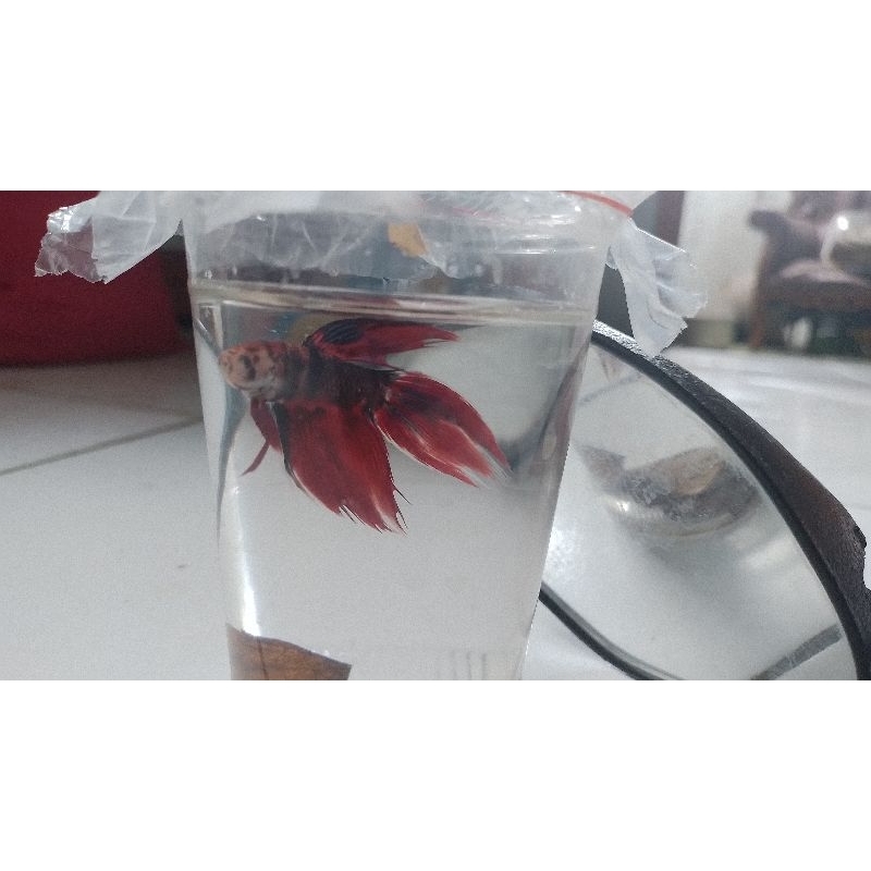 Jual VT Multi | Shopee Indonesia