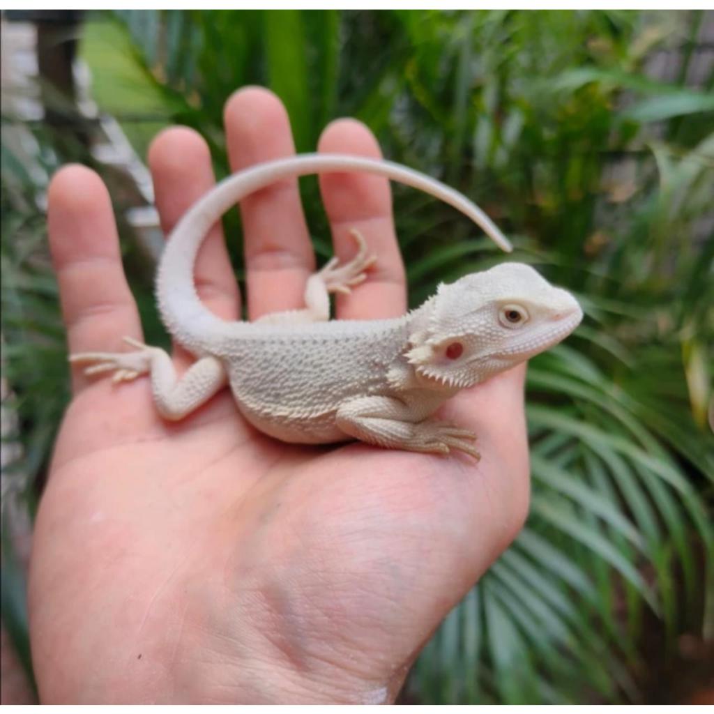 Jual Bearded Dragon Zero Hypo / Kadal Bearded Dragon Hypo Zero / Zero ...