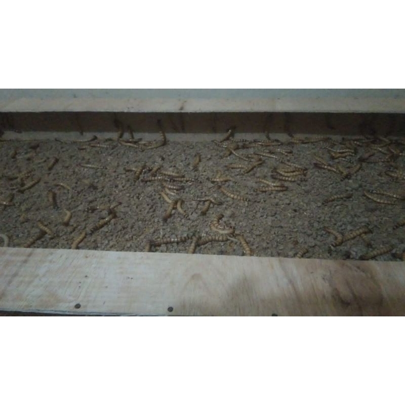 Jual Ulat Jerman Hidup Segar 500g & 1000g | Shopee Indonesia