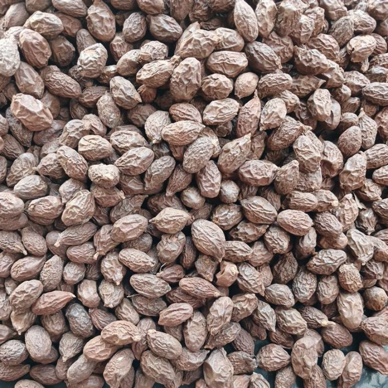 Jual (50 gram) Pang Ta Hai / Buah Tempayang / Kembang Semangkuk / Buah ...