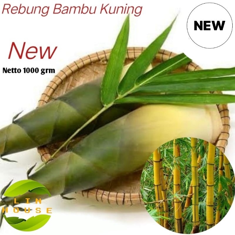 Jual Rebung Bambu Kuning-Rebung Muda Sayur Herbal | Shopee Indonesia