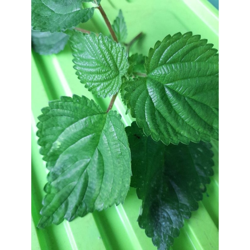 Jual Jual daun pulus ayam atau jelatang daun gatal segar 500 gram ...